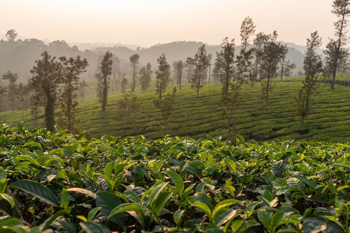 Scenic Retreat: Exploring the Beauty of Coorg from Bangalore - Zoomcar